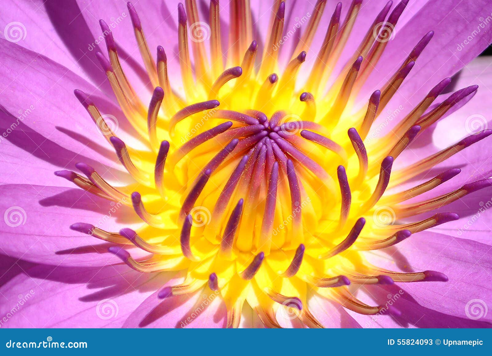 Pollen of lotus flower. stock image. Image of purple - 55824093