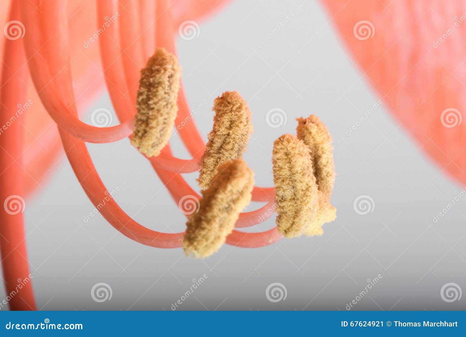 Pollen macro stock image. Image of pollen, floral, orange - 67624921