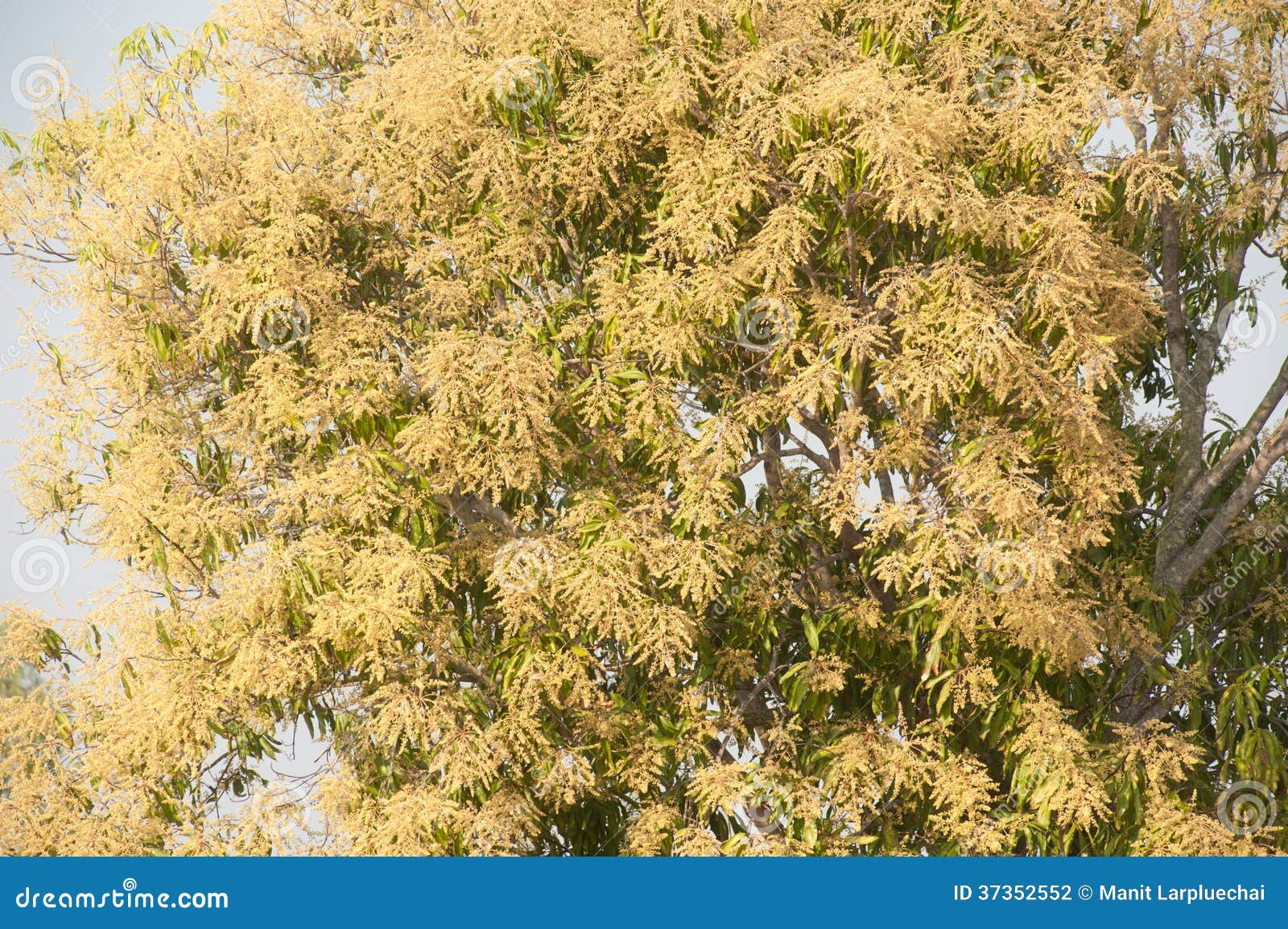Pollen of mango tree. stock photo. Image of freshness - 37352552
