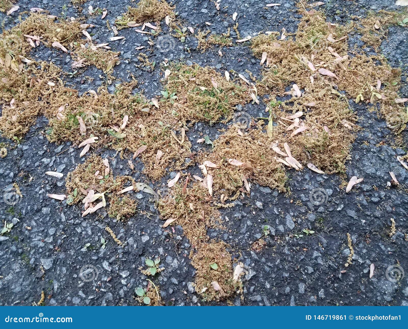 Pollen and Maple Tree Seeds on Black Asphalt Stock Image - Image of ...