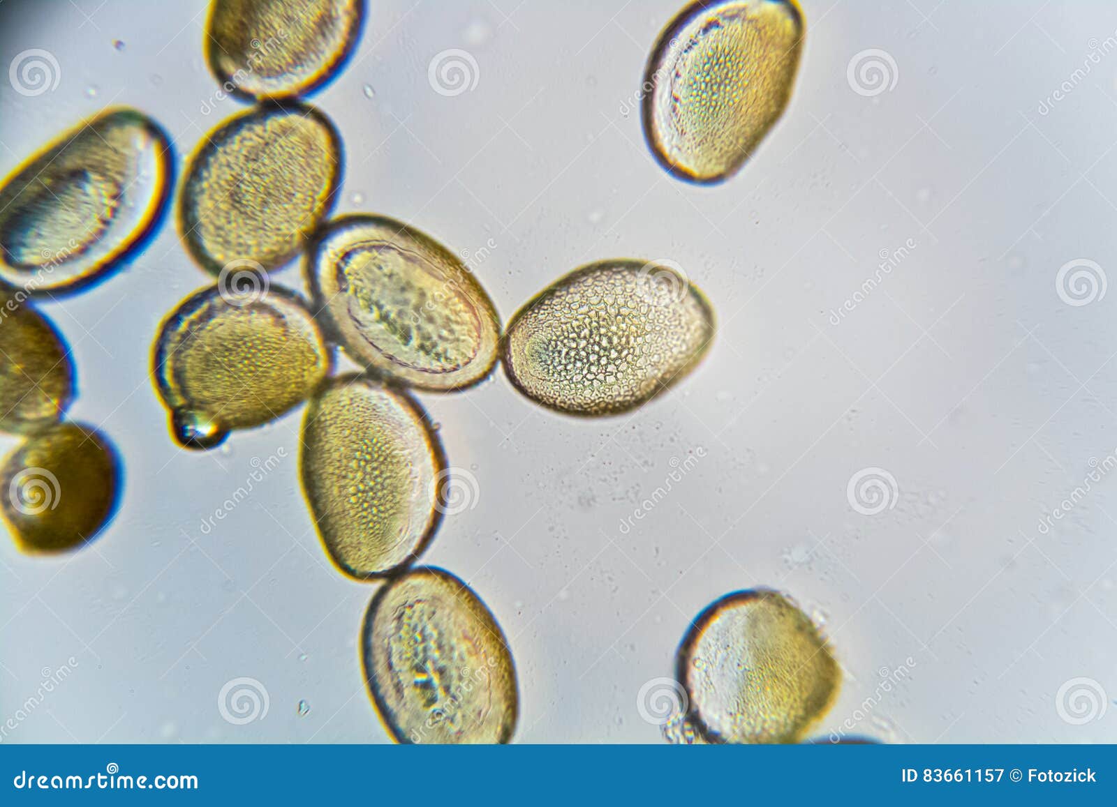 Flower Pollen Under Microscope at Lindsey Vann blog