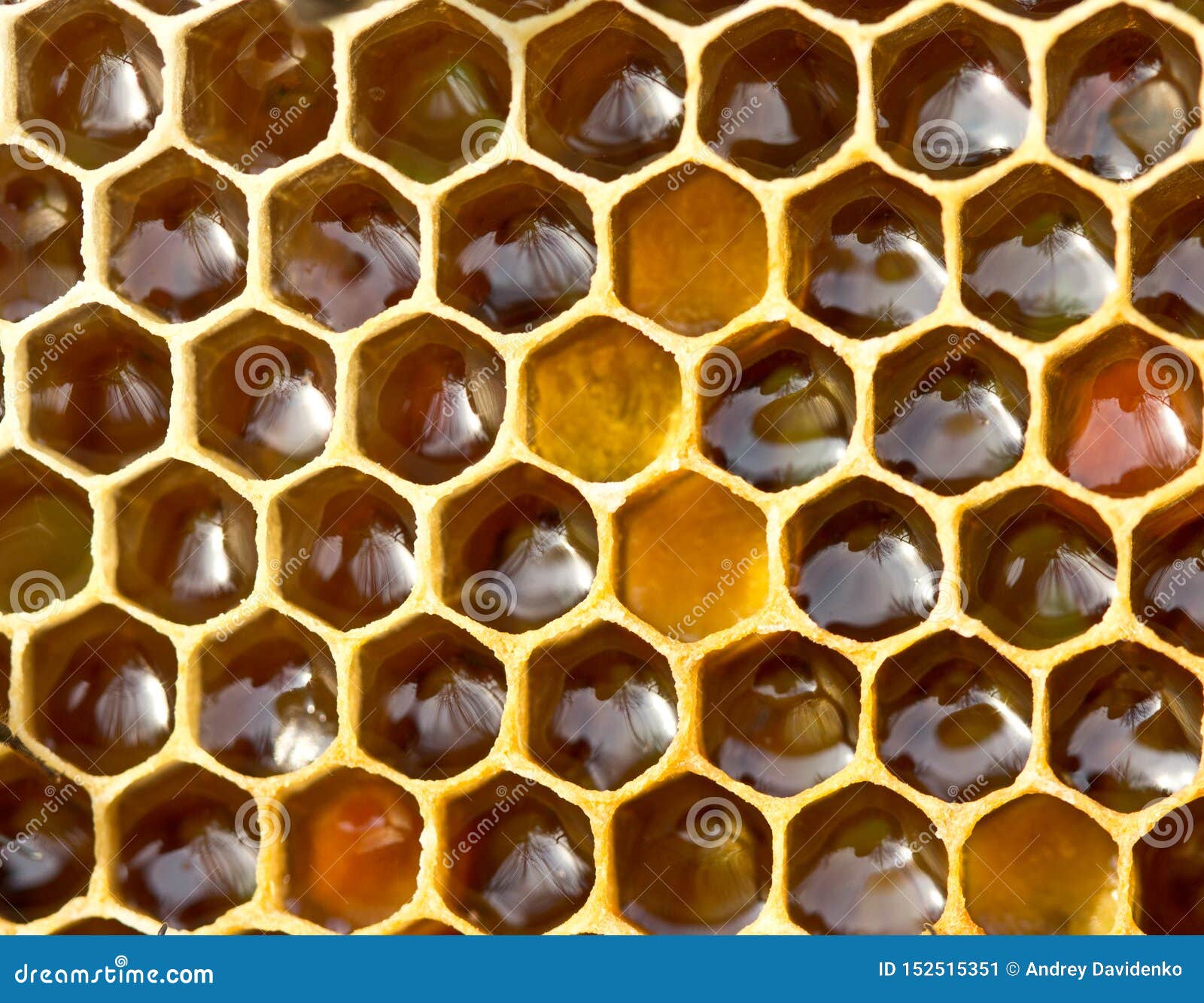 Pollen, Nectar and Honey in Combs Stock Image - Image of beauty ...