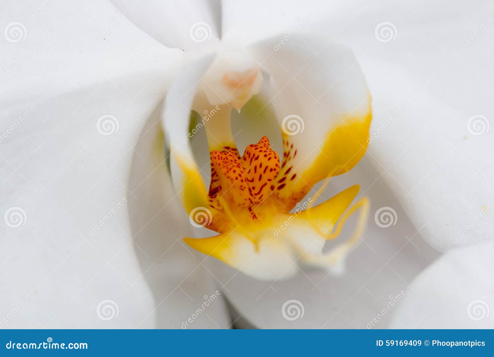 Pollen orchid stock image. Image of pink, bloom, plant - 59169409