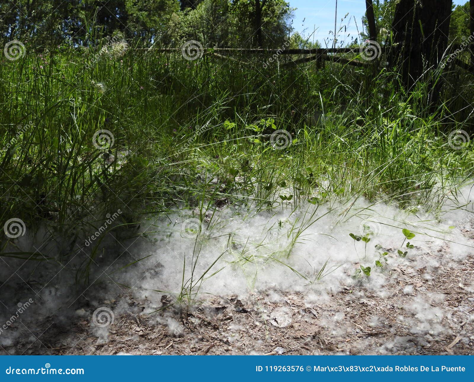 Pollen in a Path of Poplars Stock Photo - Image of level, spring: 119263576