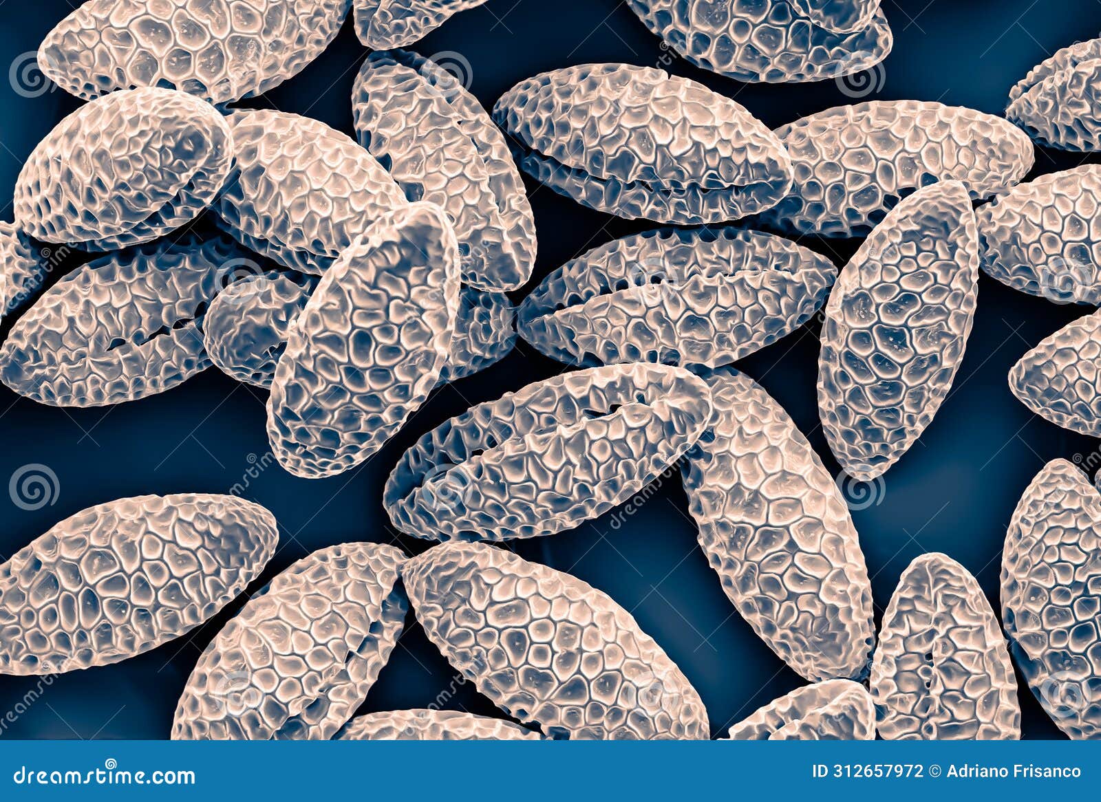 Pollen Photographed with an Electron Microscope Stock Photo - Image of ...