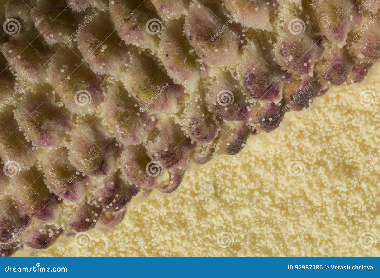 Pollen from pine stock photo. Image of growing, colored - 92987186