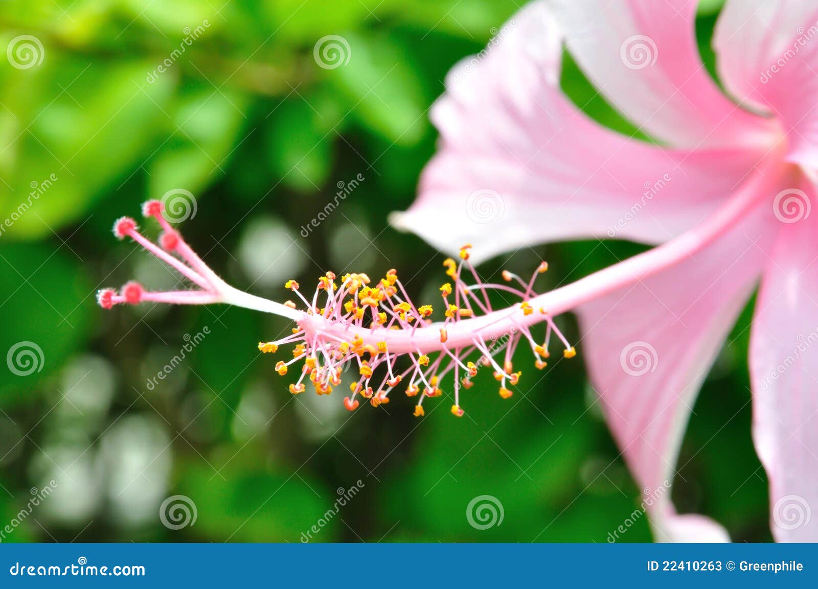 Pollen of pink flower stock image. Image of floral, close - 22410263
