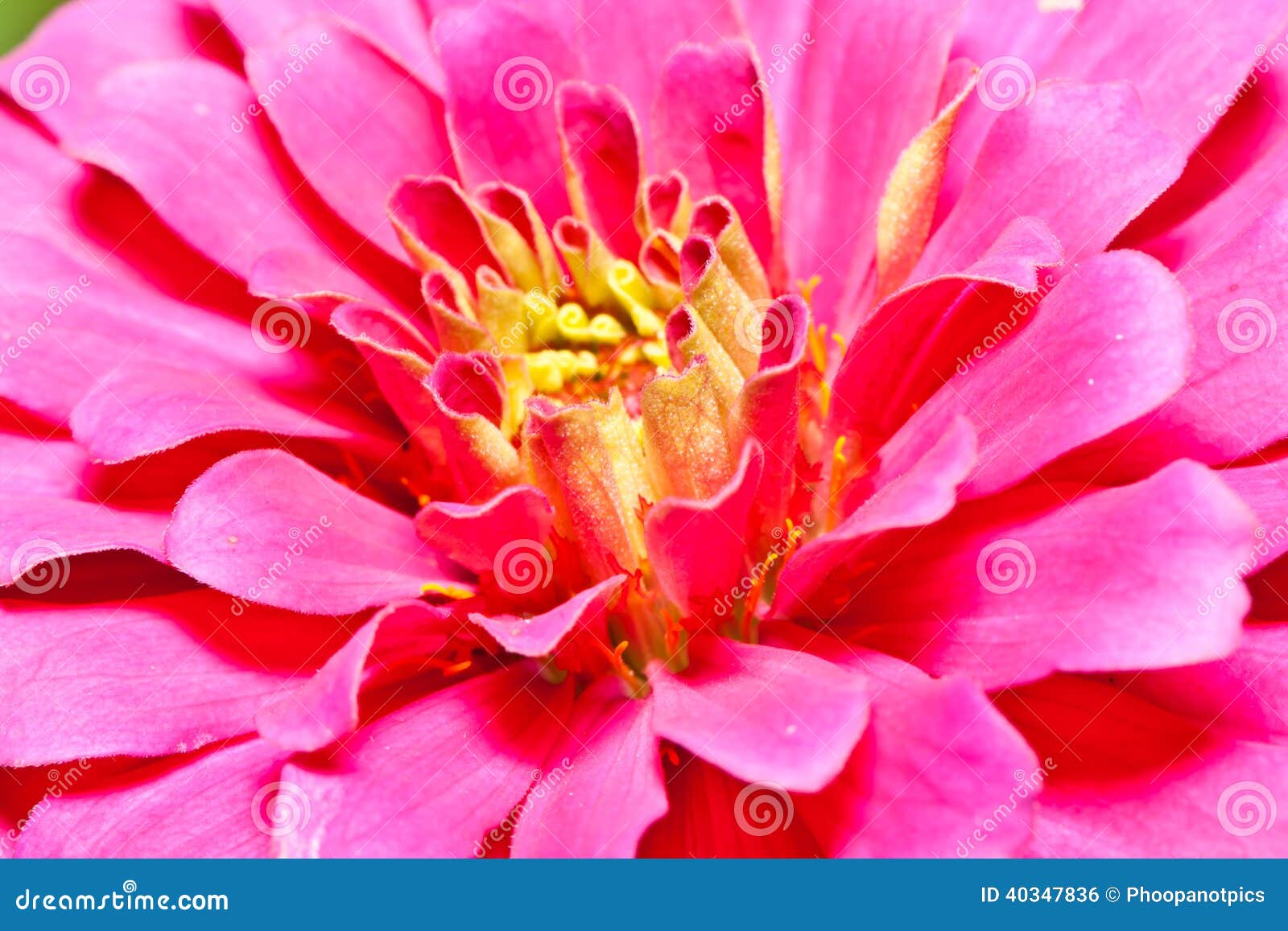 The pollen stock photo. Image of flower, colorful, pollen - 40347836