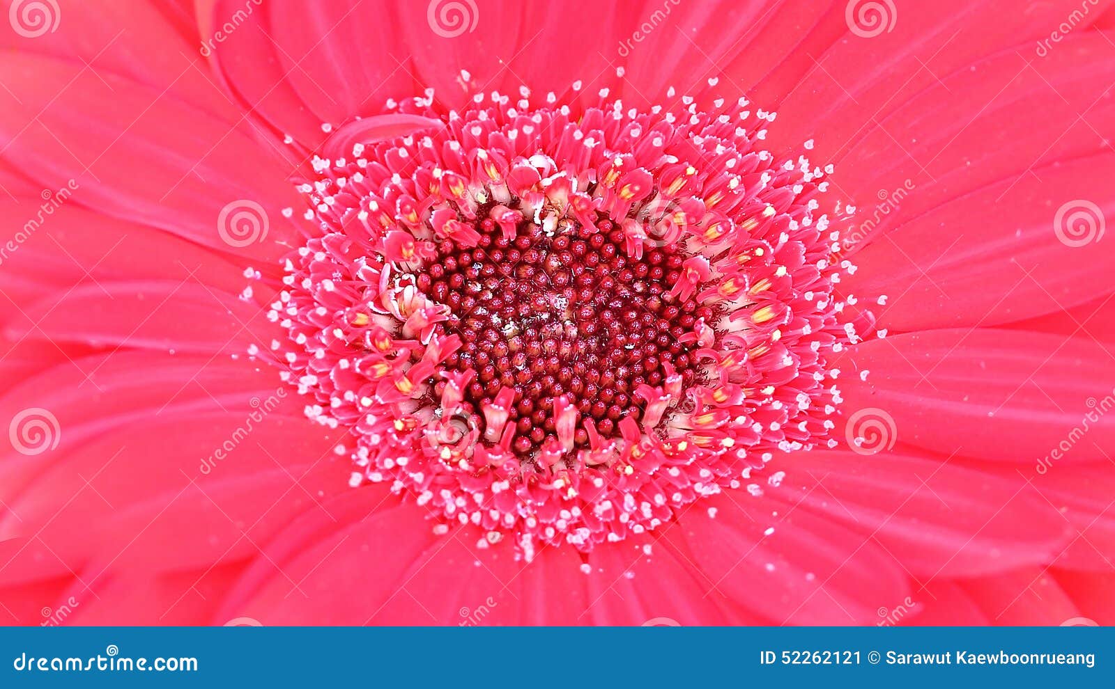 Pollen of Pink Gerbera Flower Inside Macro Shot Stock Image - Image of ...