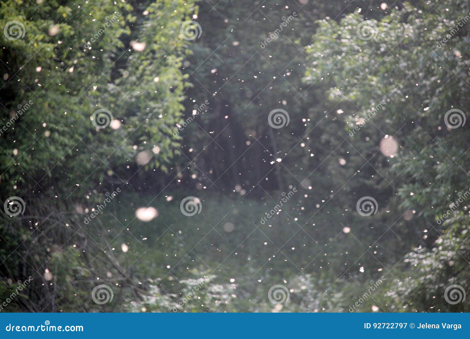 Pollen stock image. Image of season, woodland, white - 92722797