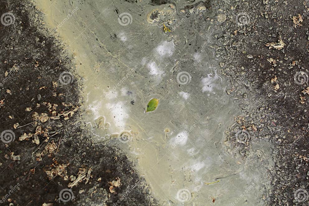 Pollen in a Puddle on the Ground after Rain Stock Image - Image of dust ...