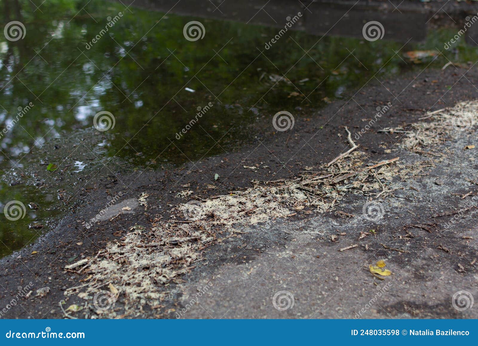 Pollen in a Puddle on the Ground after Rain Stock Photo - Image of ...
