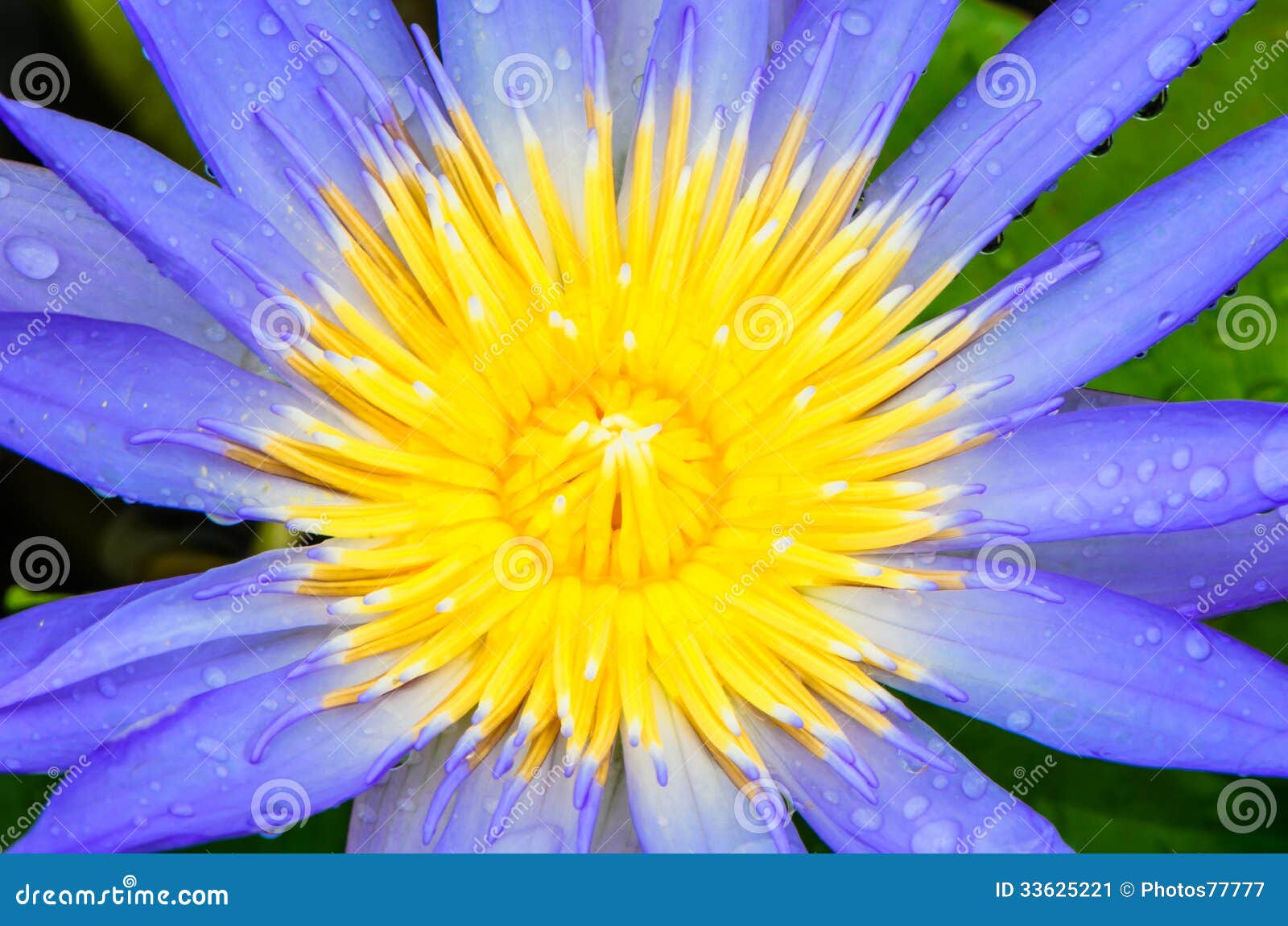 The pollen of purple lotus stock image. Image of nature - 33625221