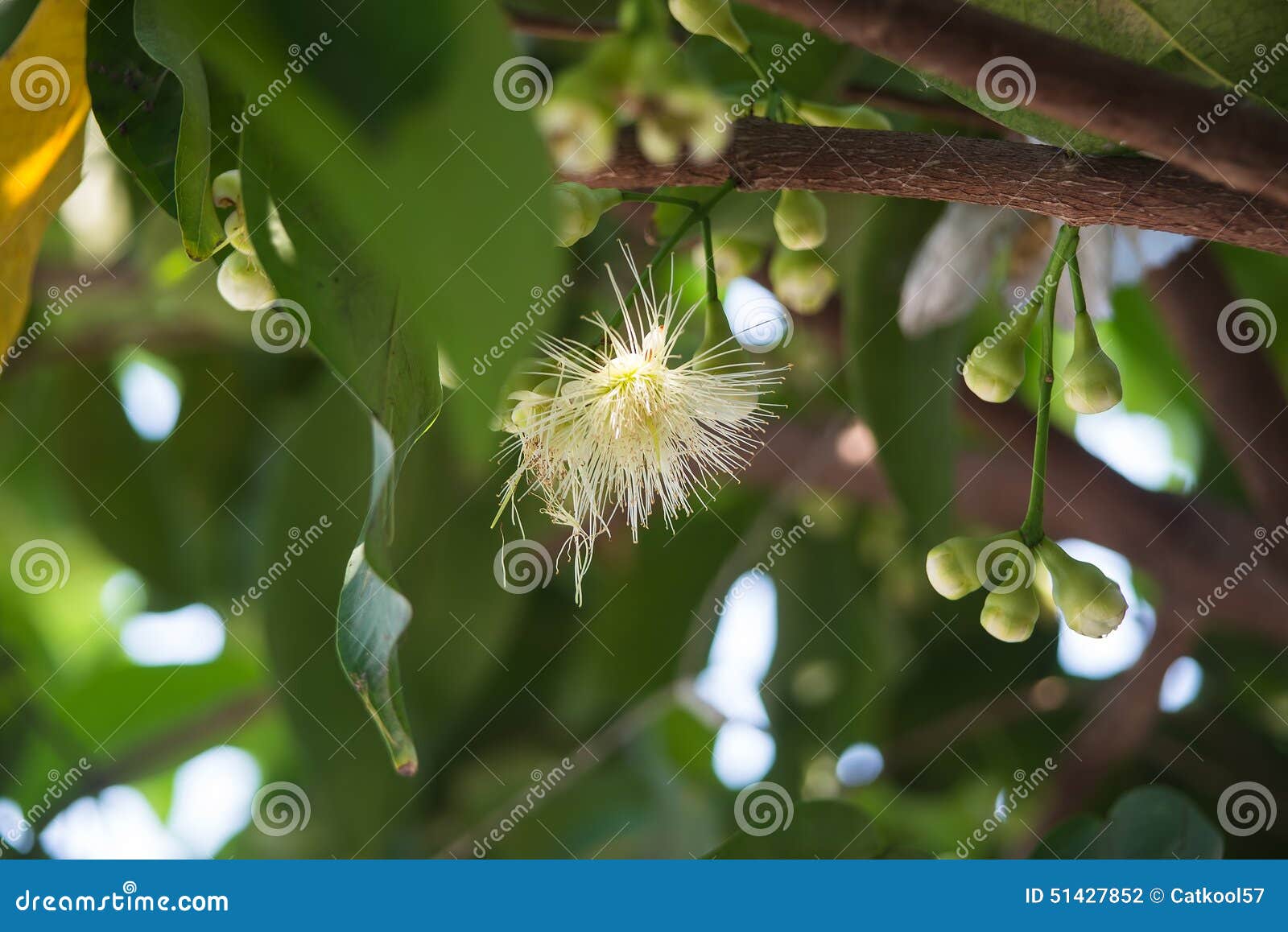 Pollen of rose apple stock photo. Image of beautiful - 51427852