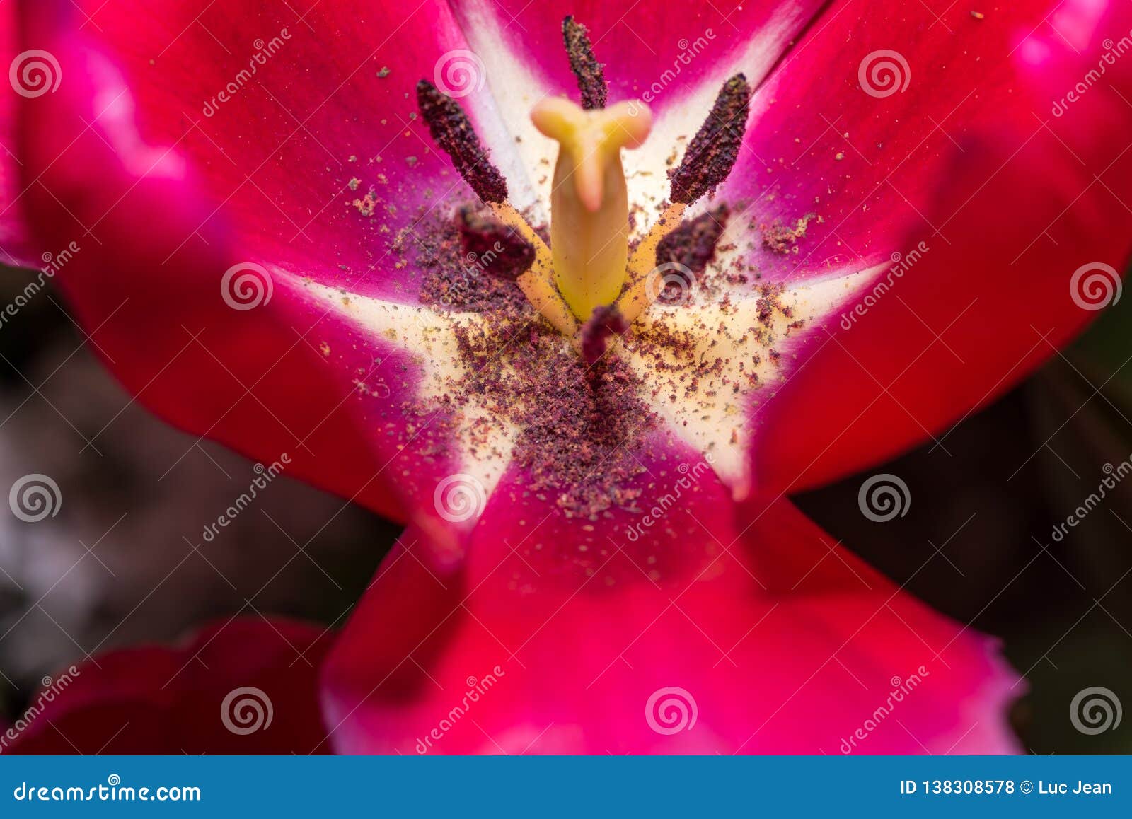 Pollen Sitting at the Bottom of a Flower Stock Photo - Image of origin ...