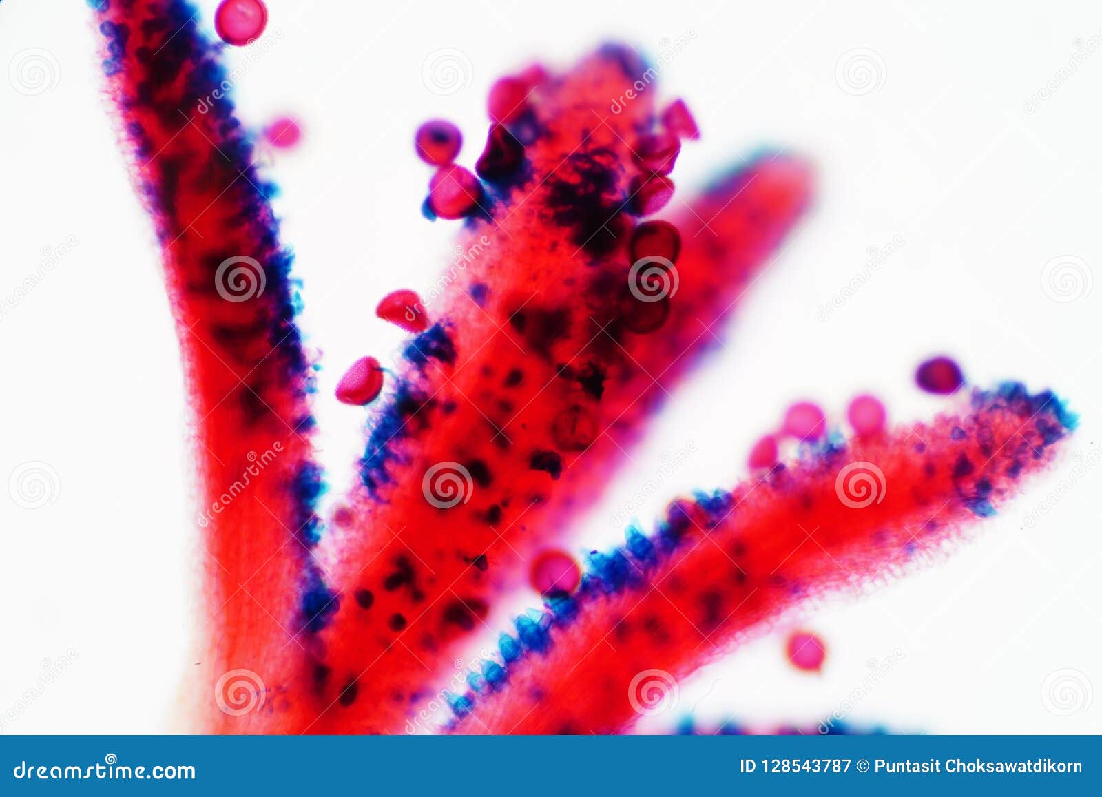 Pollen on Stigma Under Microscope View Stock Image - Image of corolla ...