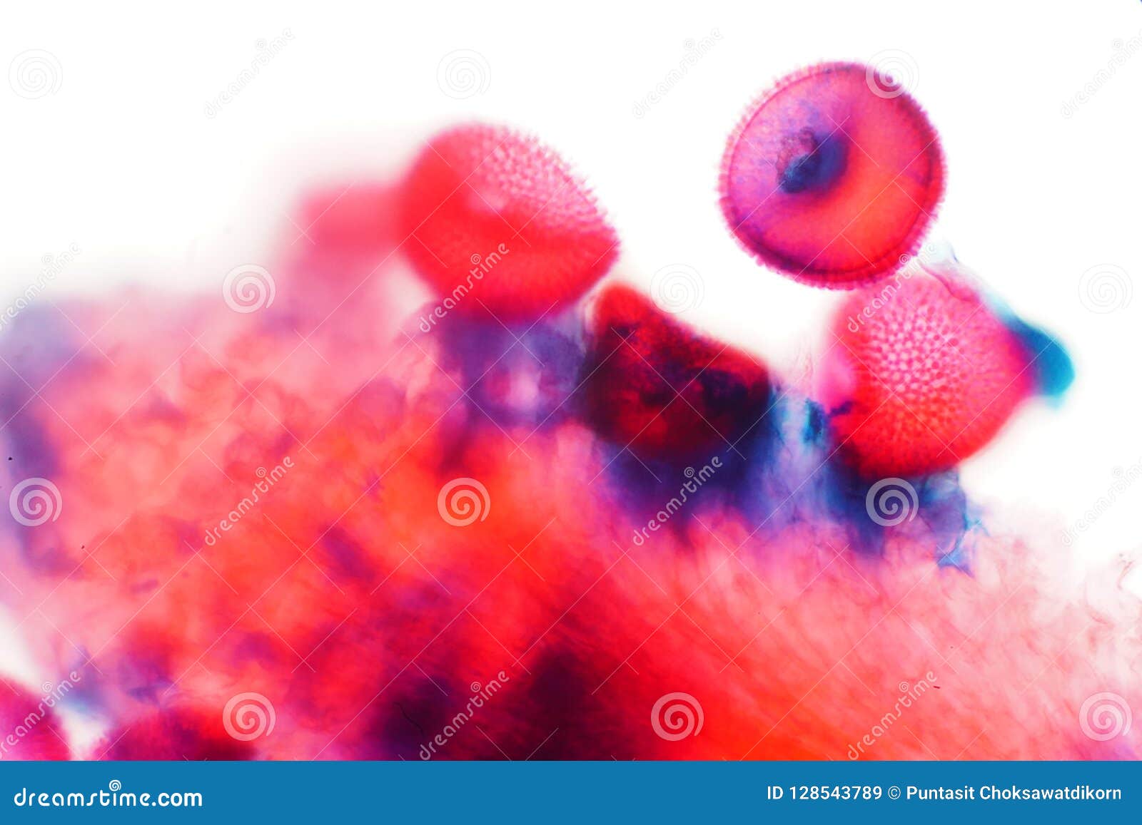 Pollen on Stigma Under Microscope View Stock Image - Image of botany ...