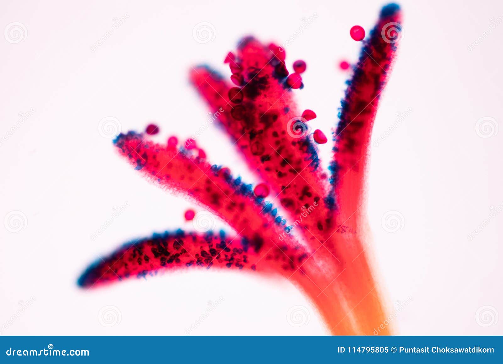 Pollen on Stigma Under Microscope View for the Education Stock Image ...