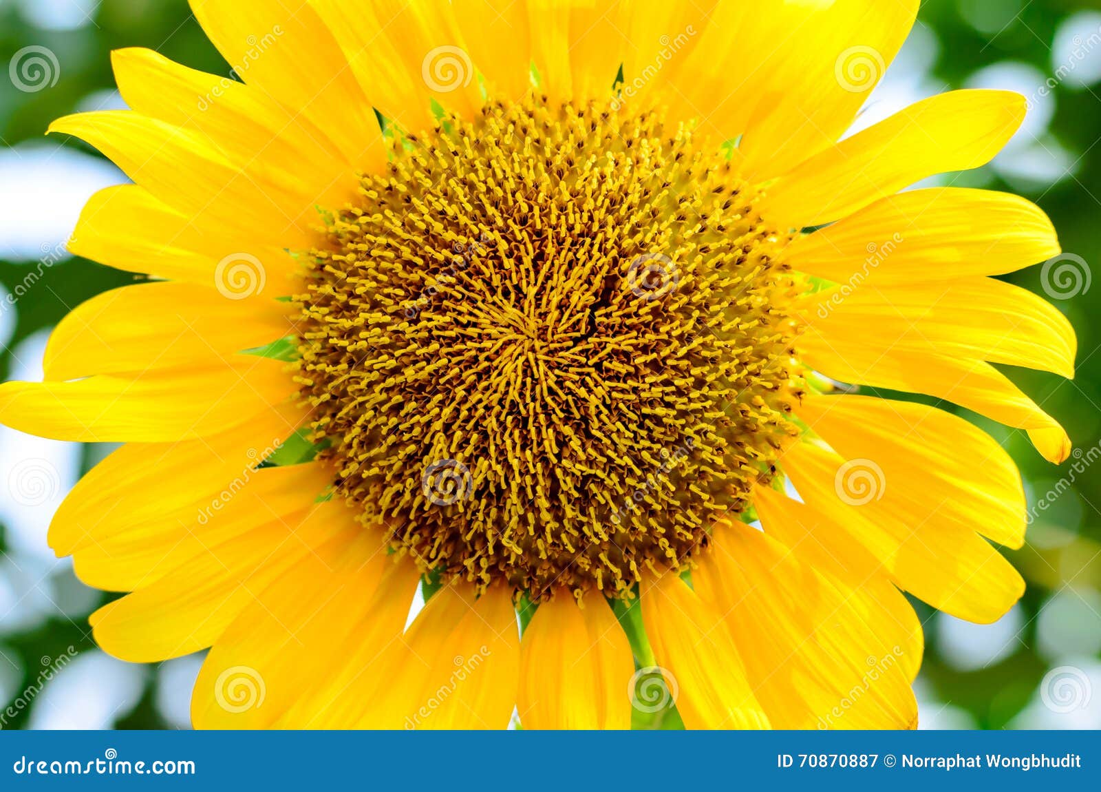 Pollen of Sunflower stock image. Image of closeup, green - 70870887