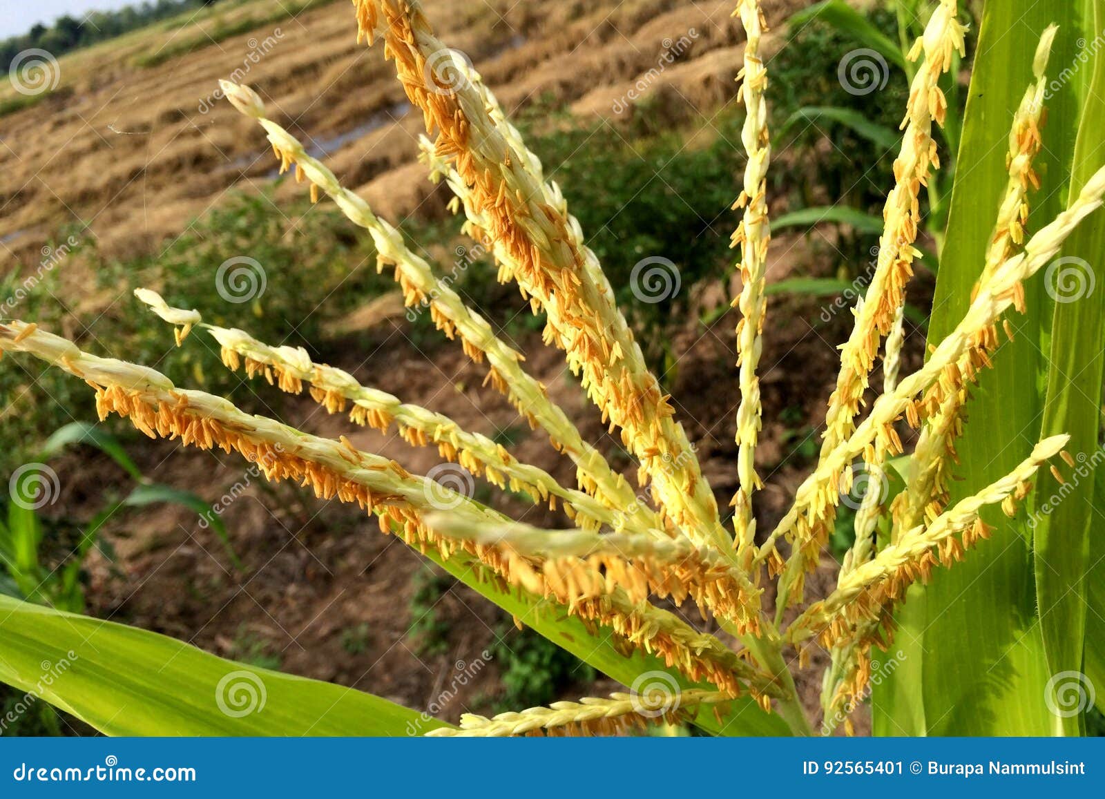 Pollen of sweet corn. stock image. Image of field, cultivated - 92565401