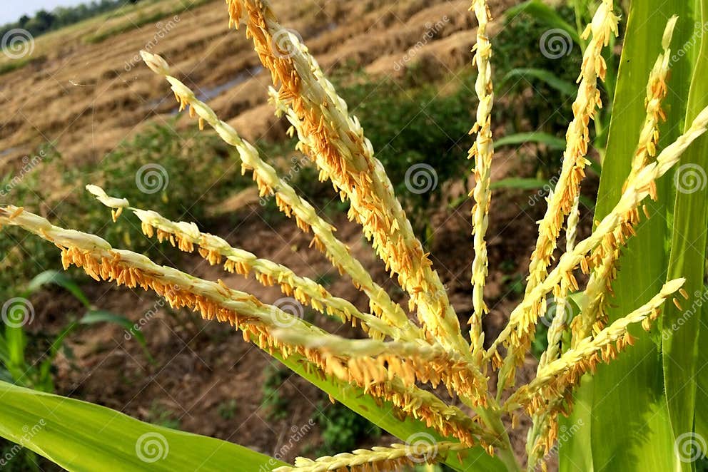 Pollen of sweet corn. stock image. Image of field, cultivated - 92565401