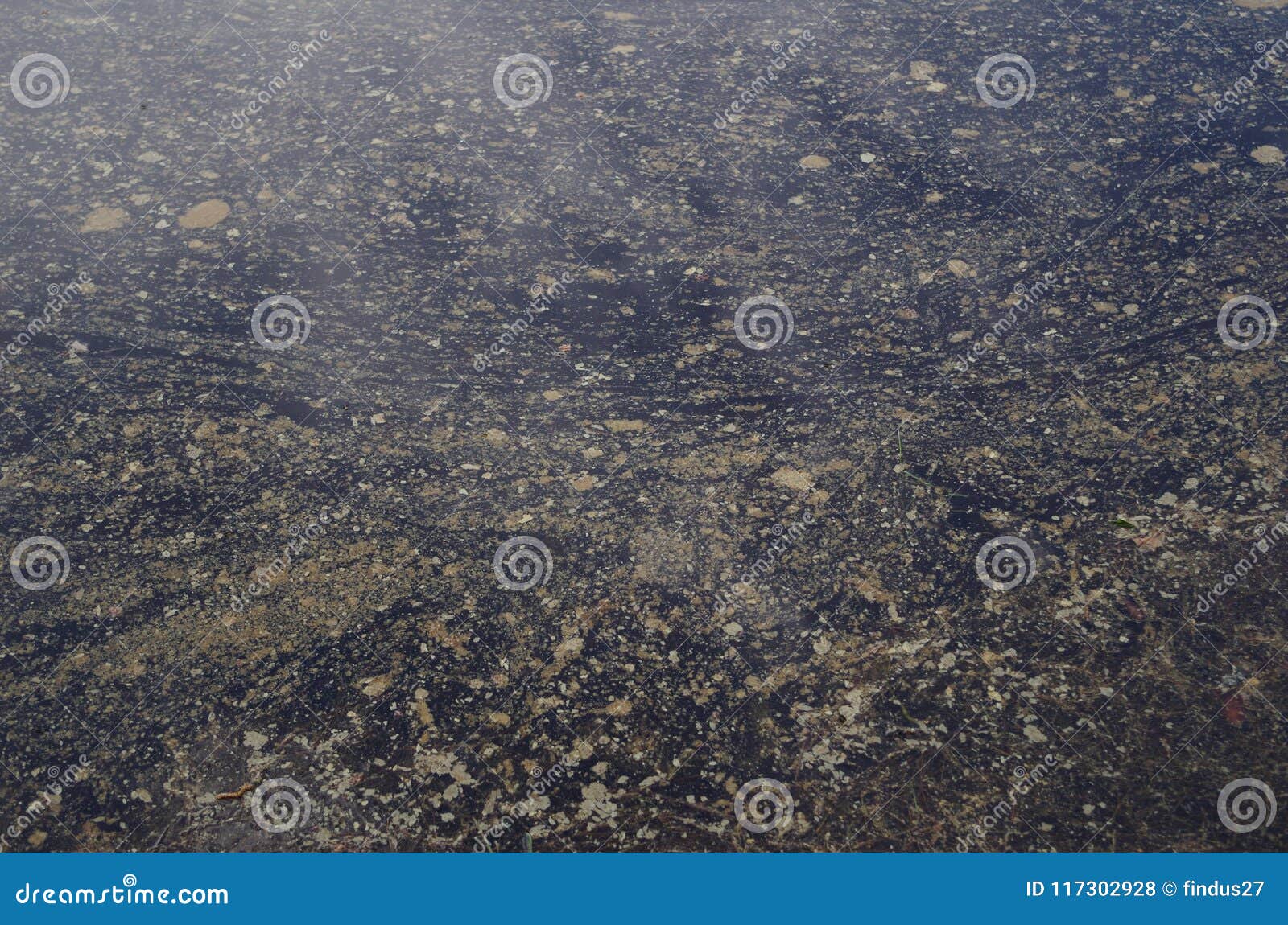 Pollen swimming in a lake stock photo. Image of pattern - 117302928