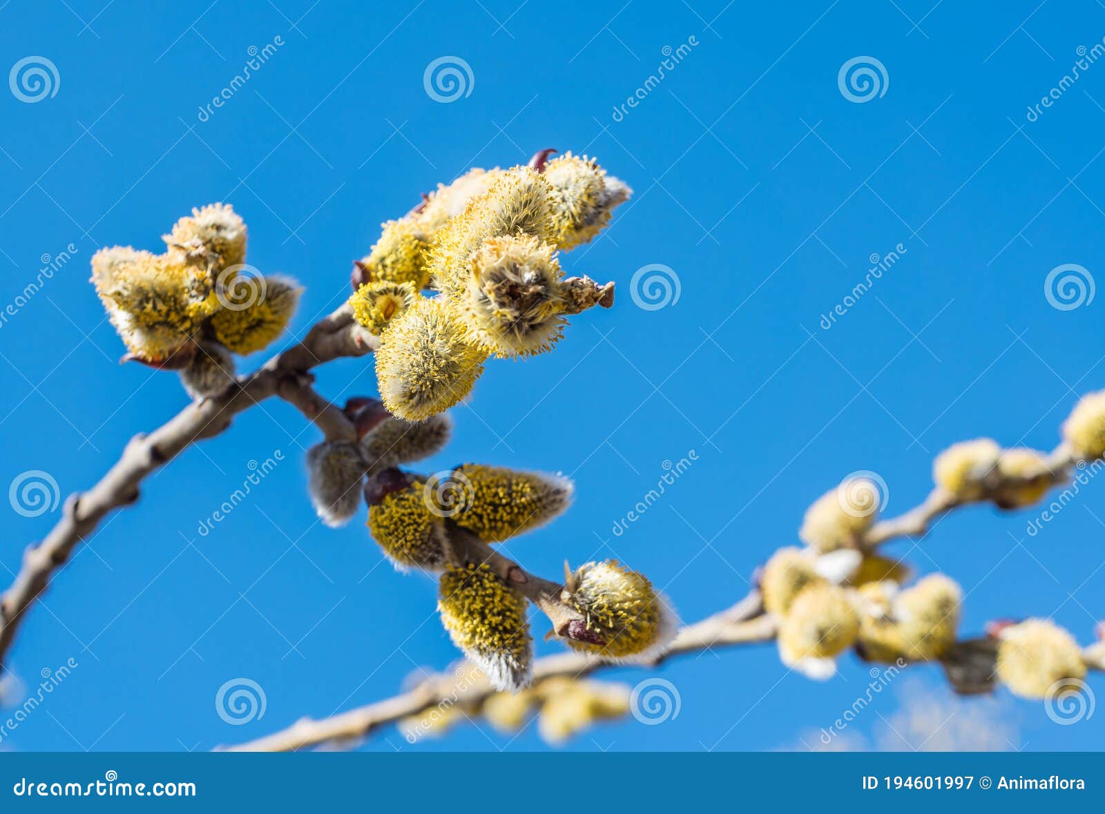 Pollen Time Pollen Allergy in the Spring Stock Image - Image of ...