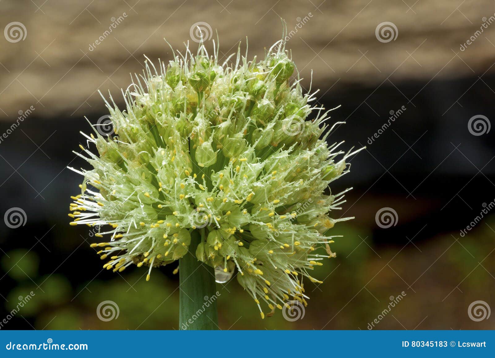Pollen Tipped Stamens of Spring Onion Flower Stock Image - Image of ...
