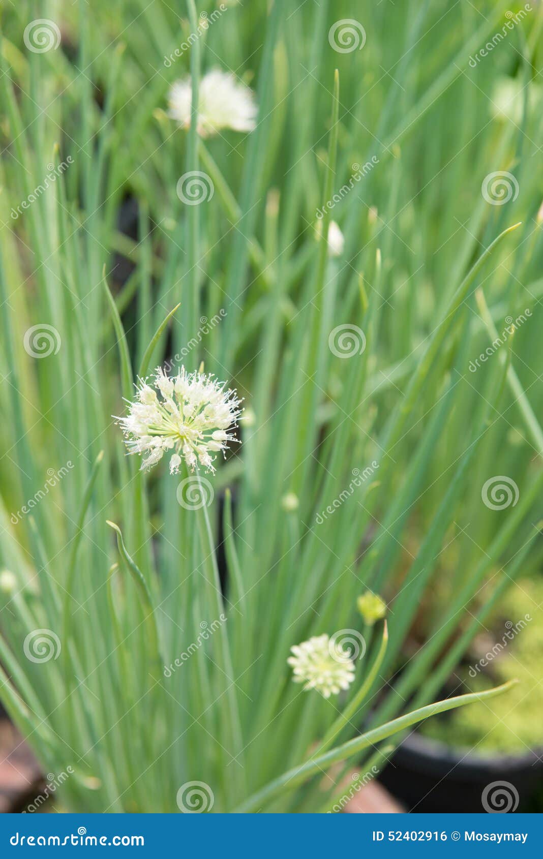 Tree Onion, Topsetting Onion, Walking Onion, Or Egyptian Onion Allium ...