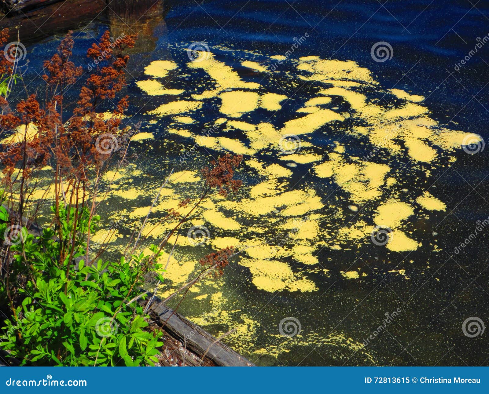 Pollen floating on water stock image. Image of tree, plants - 72813615