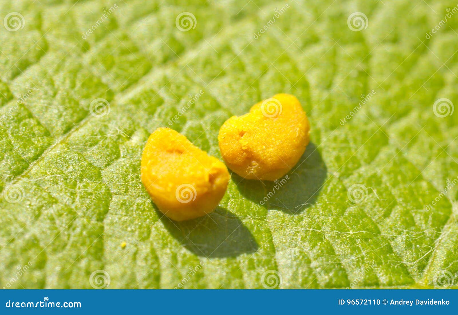 Pollen stock photo. Image of pollen, macro, alternative - 96572110