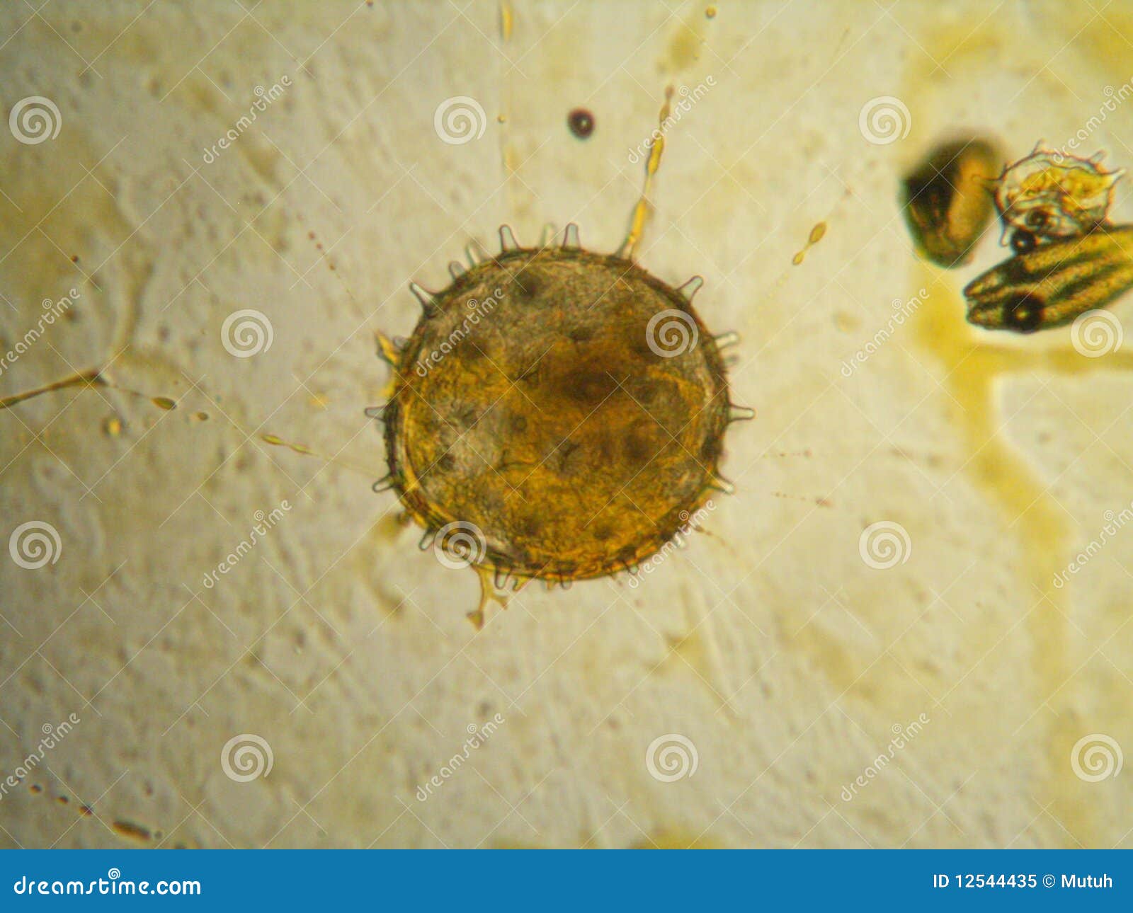 Pollen under a microscope stock image. Image of magnification - 12544435