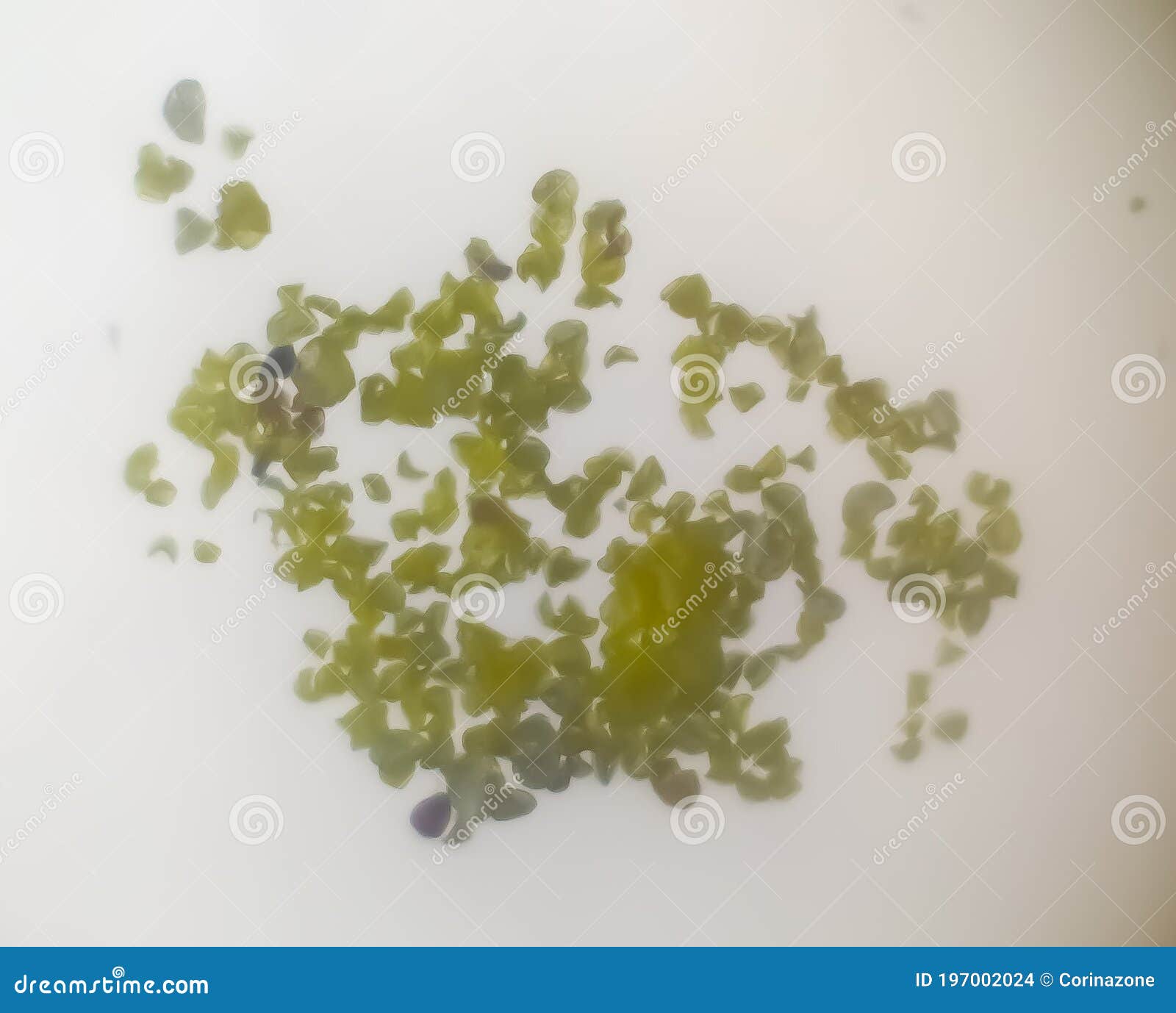 Pollen Under the Microscope Stock Photo - Image of science, microscopy ...