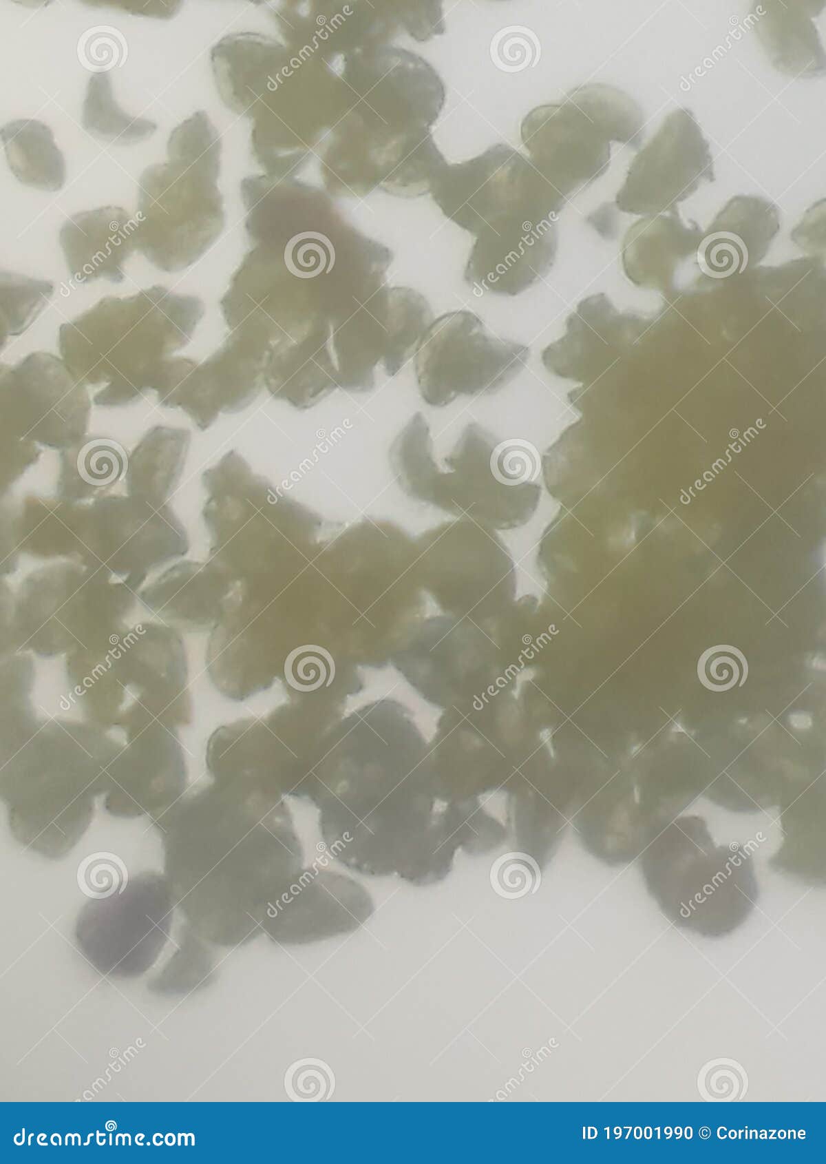 Pollen Under the Microscope Stock Photo - Image of pollen, microscope ...