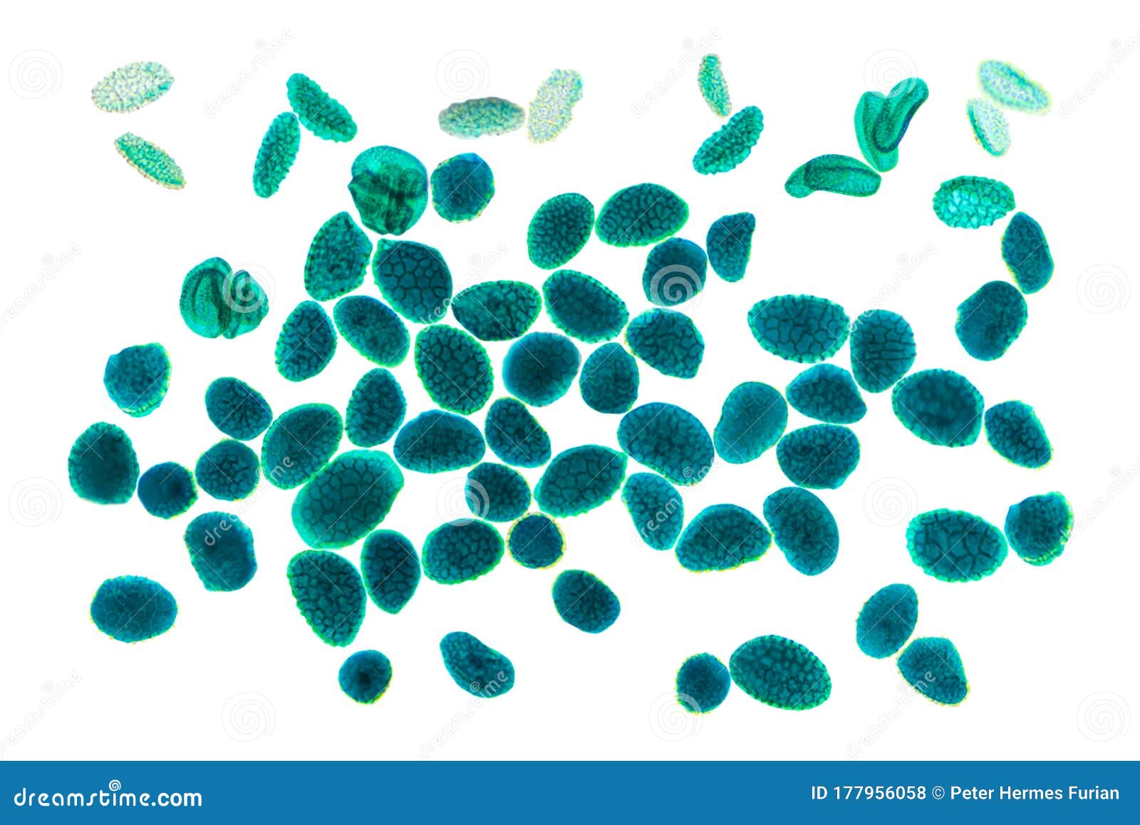 Magnified Pollen Grains Under the Light Microscope, White Background ...