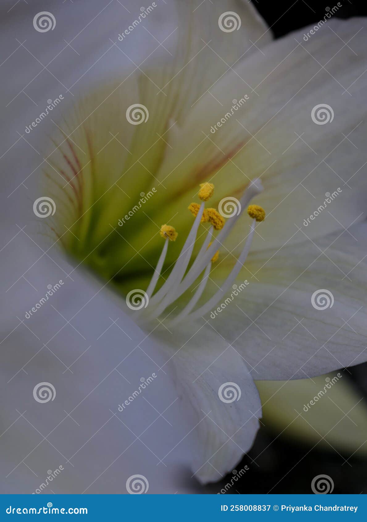 Pollen in White Flower Closeup Picture Stock Image - Image of tulip ...
