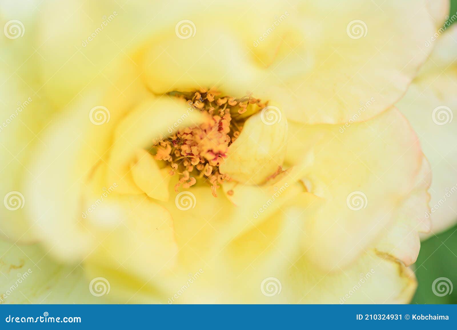 Pollen of yellow rose stock image. Image of petals, macro - 210324931