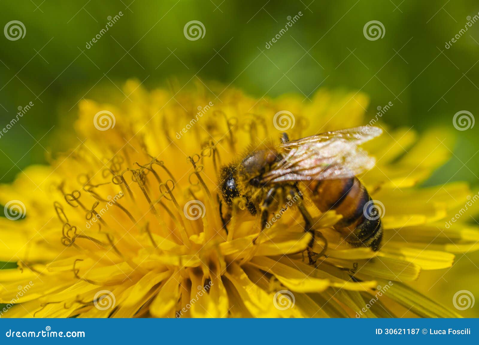 Pollened bee stock image. Image of yellow, life, nature - 30621187
