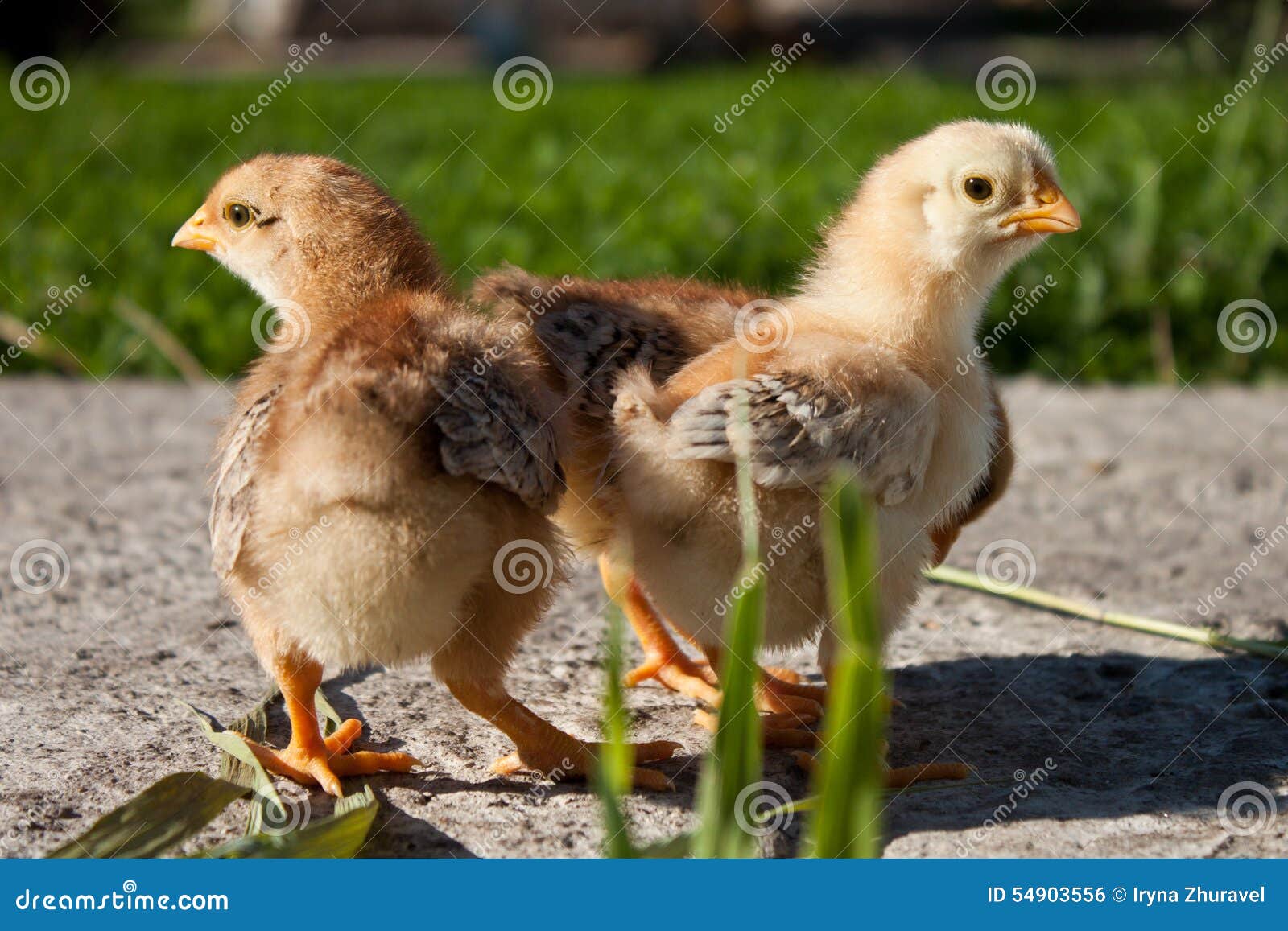 Polli fotografia stock. Immagine di creatura, mano, bestiame - 54903556