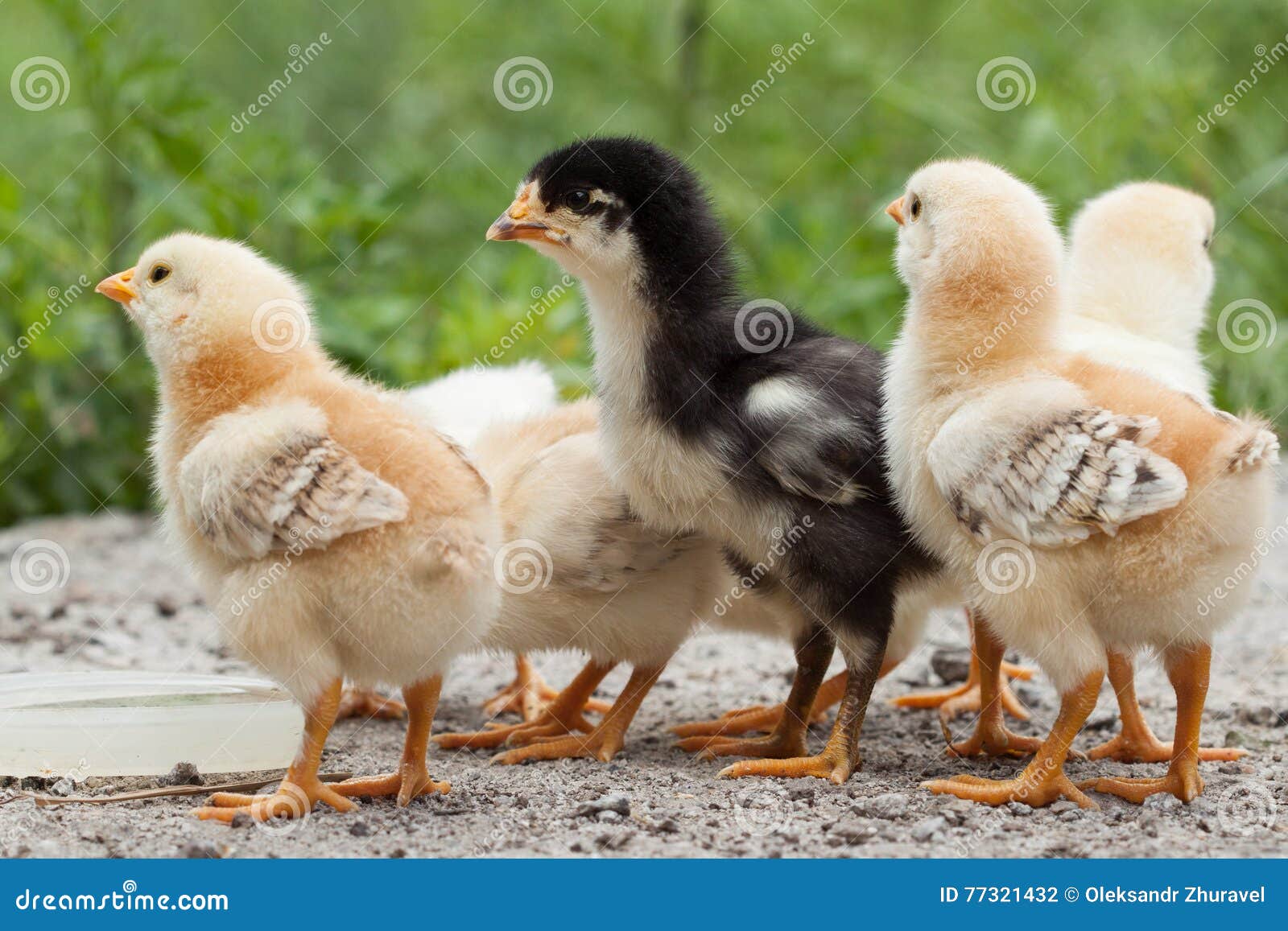Polli fotografia stock. Immagine di sviluppisi, testa - 77321432