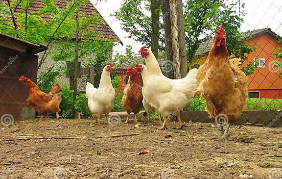 Polli fotografia stock. Immagine di mangi, corpo, uccelli - 91600376