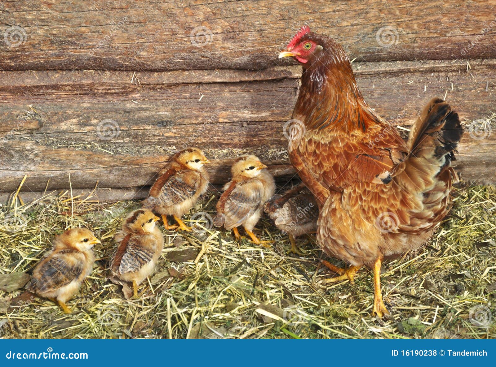 Polli e gallina fotografia stock. Immagine di podere - 16190238