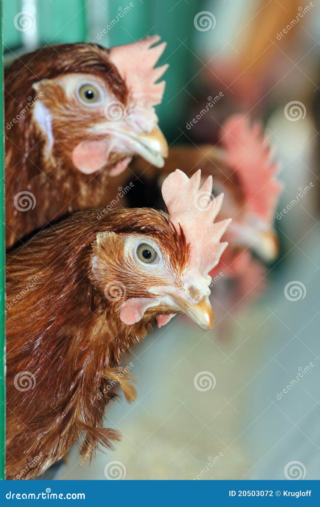 Polli rossi fotografia stock. Immagine di agricoltura - 20503072