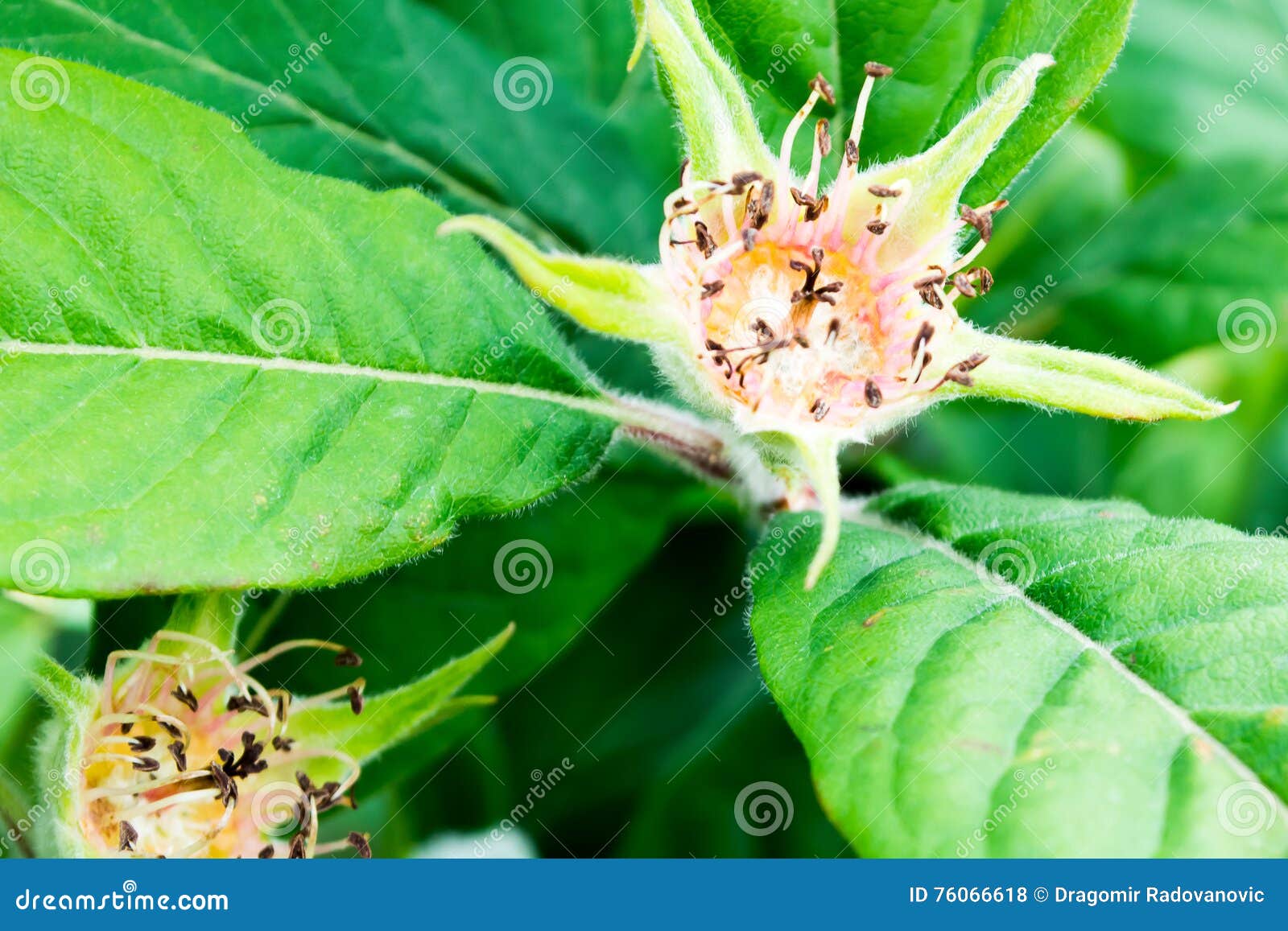 Pollinated Flower of Medlar Stock Photo - Image of medlar, closeup ...