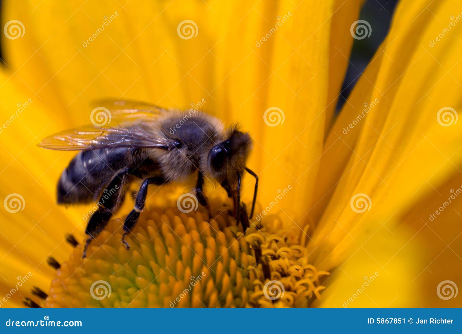 Pollinating bee stock image. Image of sting, color, pollen - 5867851