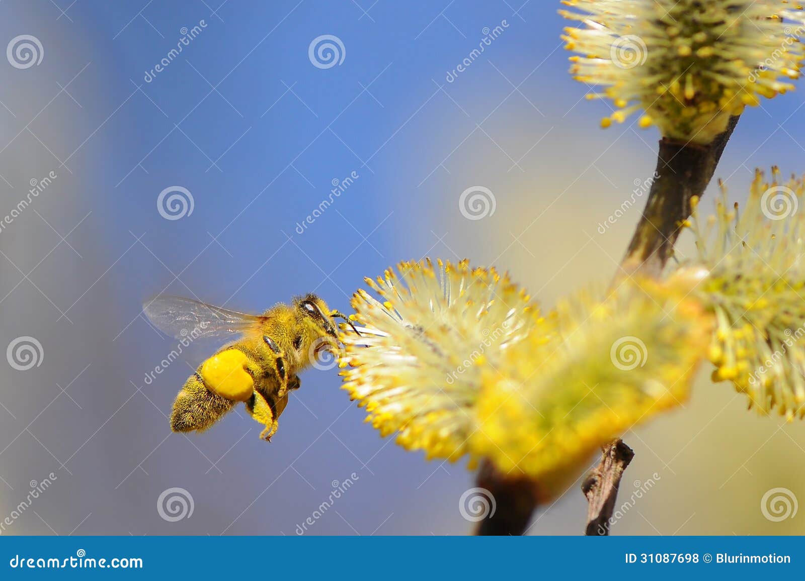 Pollinating bee stock photo. Image of hardworking, spring - 31087698