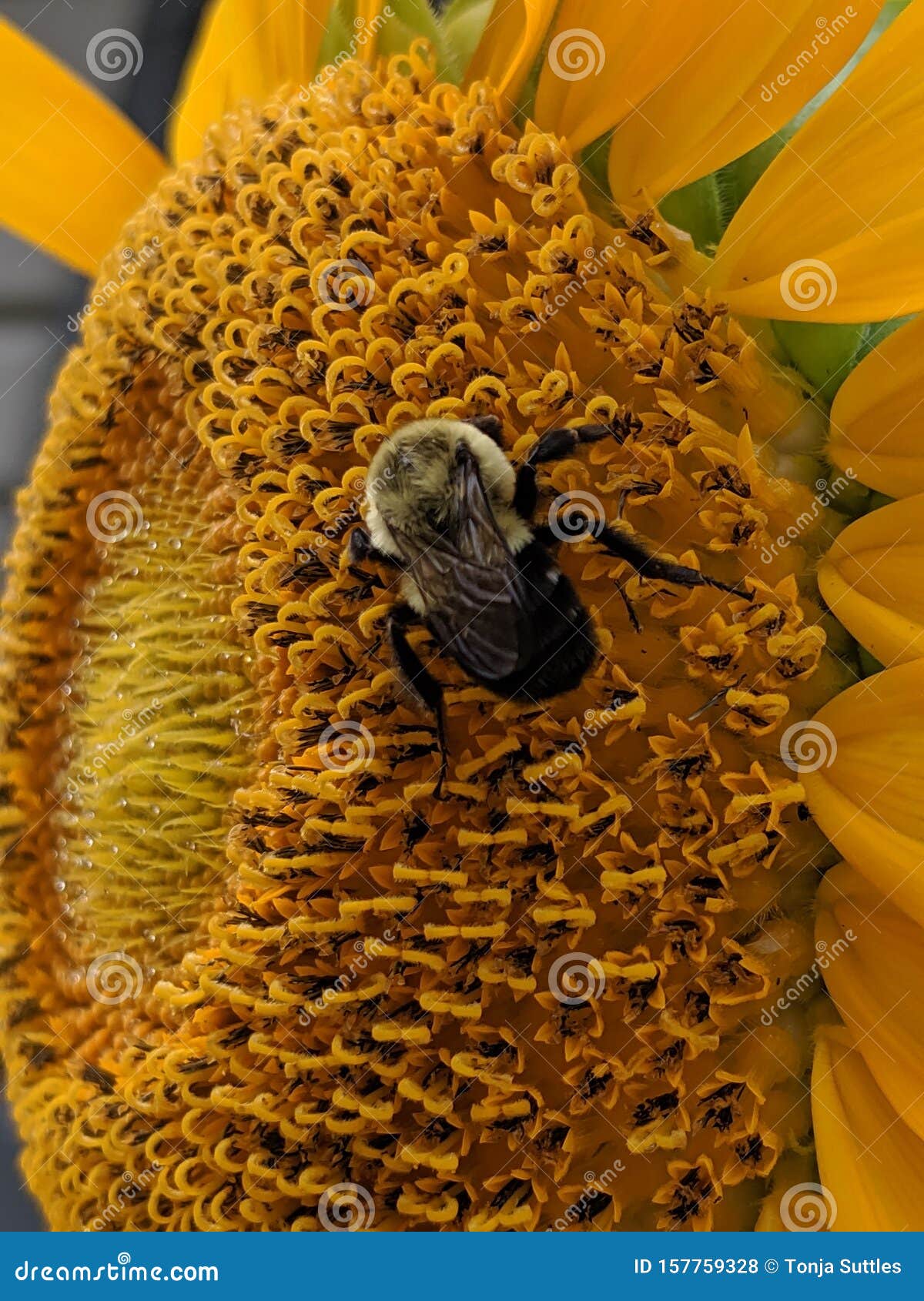Pollinating Bumblebee stock photo. Image of bumble, flowers - 157759328