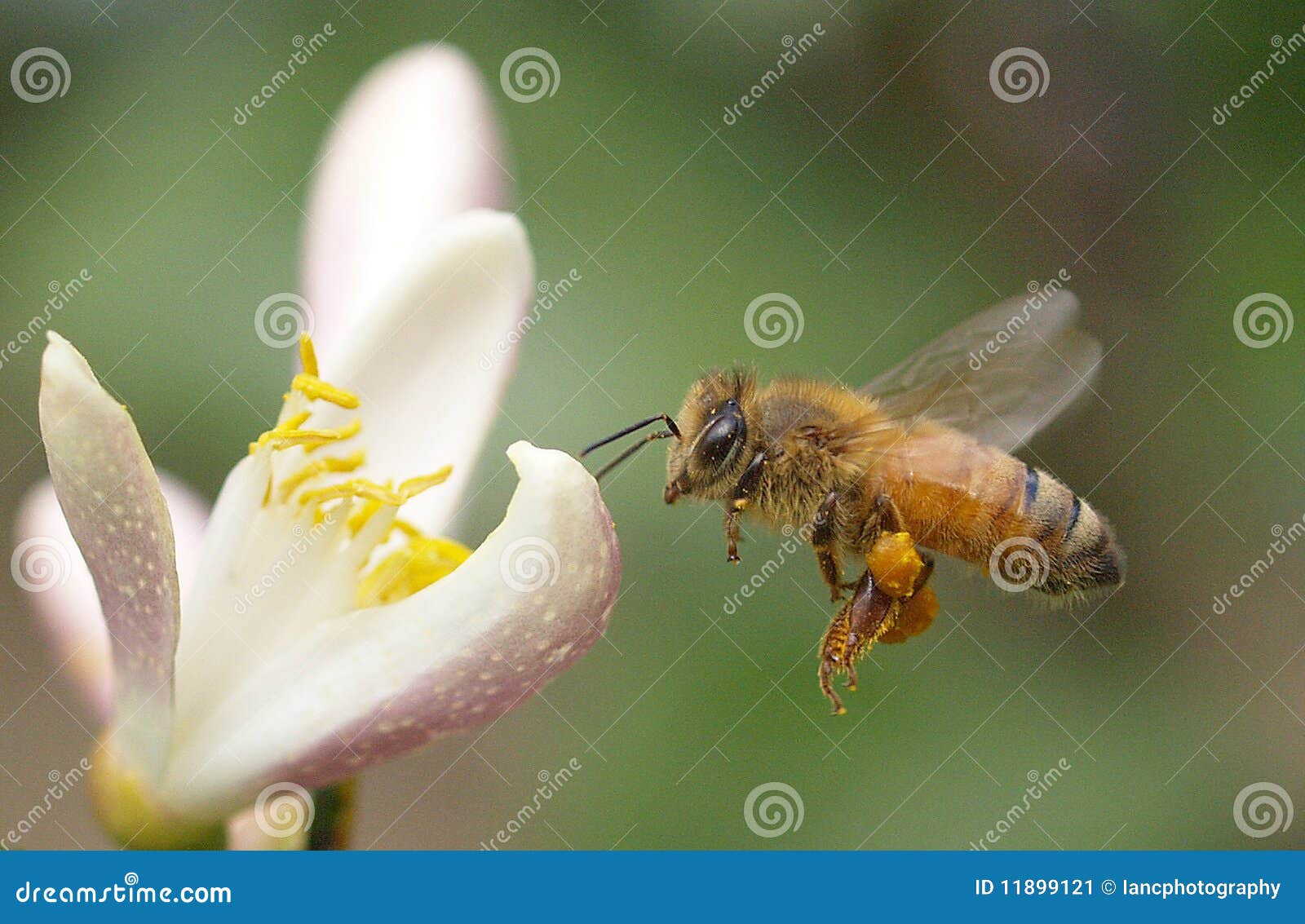Pollinating Citrus 1 stock image. Image of wings, pollinating - 11899121