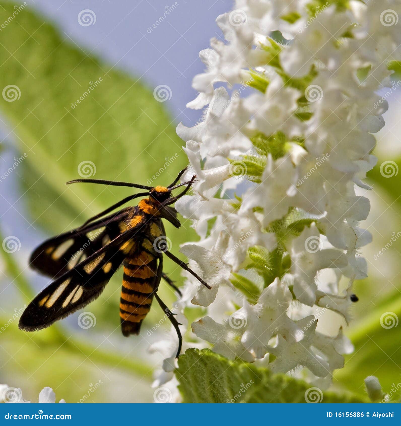 Pollination stock photo. Image of macro, flower, indonesia - 16156886