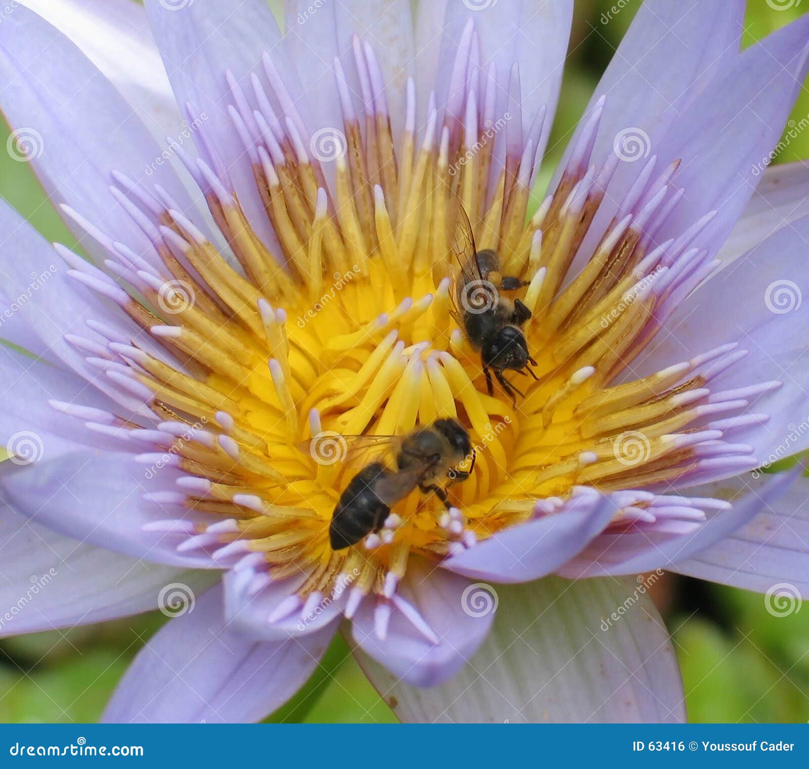 Pollination stock photo. Image of action, lily, honey, water - 63416